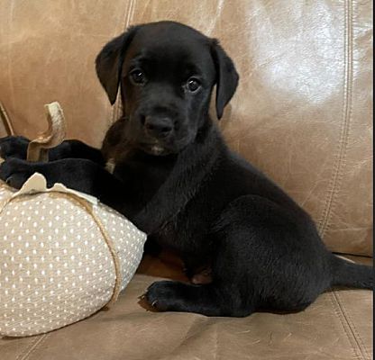 CHICAGO, IL - Labrador Retriever/Golden Retriever. Meet CONNER a Pet ...