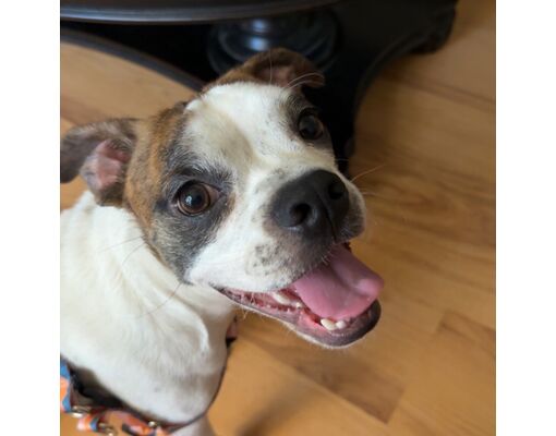 Baton Rouge, LA - Boston Terrier/Boxer. Meet Blaze a Pet for Adoption ...