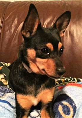Oakley, CA - Miniature Pinscher/Chihuahua. Meet Brooklyn a Pet for ...
