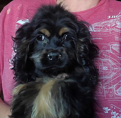 Sandy, UT - Cocker Spaniel. Meet Bailey a Pet for Adoption - AdoptaPet.com