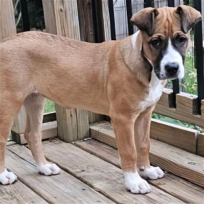 Hartford, CT - Boxer. Meet Zara *adoption pending a Pet for Adoption ...