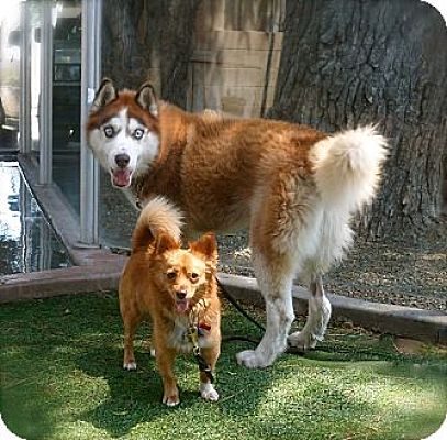 Georgetown, TX - Pomeranian/Spitz (Unknown Type, Small). Meet Isabella ...