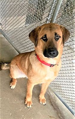 Spring Valley, NY - Rhodesian Ridgeback/Shepherd (Unknown Type). Meet ...