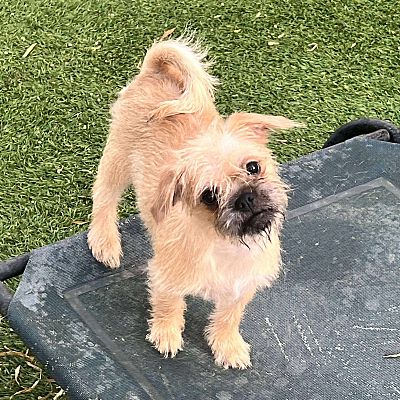 Las Vegas, NV - Cairn Terrier/Pug. Meet Charlotte a Pet for Adoption ...