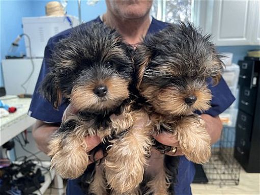 Dana Point, CA - Yorkie, Yorkshire Terrier. Meet Kirby a Pet for ...