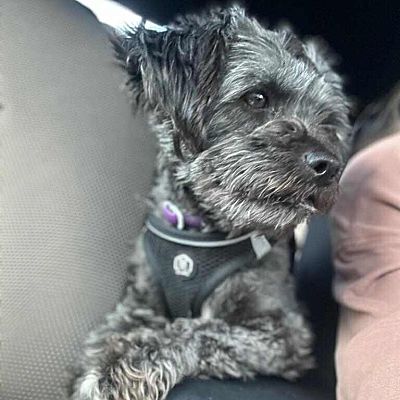 Vail, AZ - Mixed Breed (Medium). Meet Hodge a Pet for Adoption ...