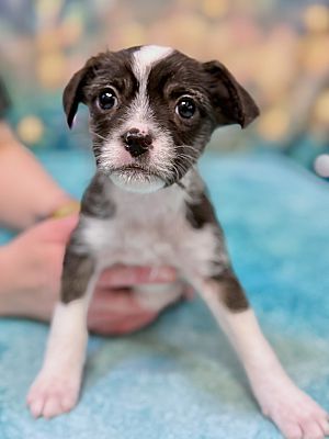 Hagerstown, MD - Boston Terrier/Yorkie, Yorkshire Terrier. Meet Winn a ...