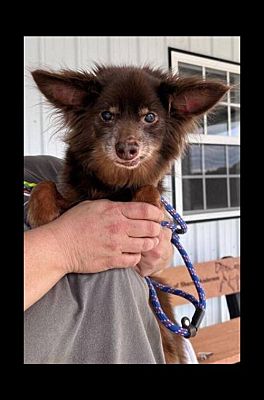 Columbia, TN - Papillon/Chihuahua. Meet Copper~ a Pet for Adoption ...