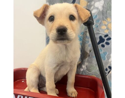 Kanab, UT - Australian Cattle Dog/Mixed Breed (Medium). Meet Whitethorn ...