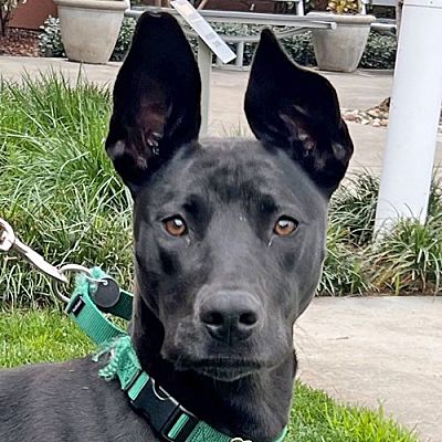 Walnut Creek, CA - Labrador Retriever/Doberman Pinscher. Meet Safflower ...