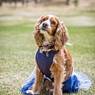 Cocker Spaniel Puppies - Rescue and Adoption Near You