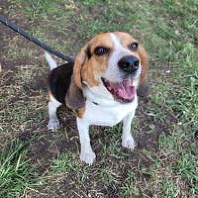 Tampa, FL - Beagle/Beagle. Meet Groot a Pet for Adoption - AdoptaPet.com