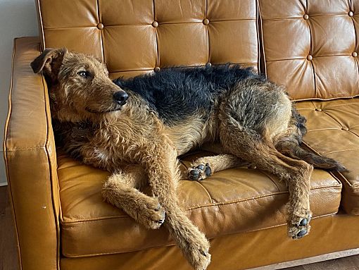 Seattle, WA - Airedale Terrier/Border Collie. Meet Dutch a Pet for ...