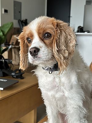 Brooklyn, NY - Cavalier King Charles Spaniel. Meet Duke a Pet for ...