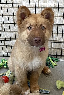 Olive Branch, MS - Shepherd (Unknown Type). Meet ELOISE a Pet for ...