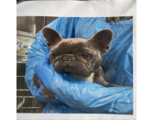 San Pablo, CA - French Bulldog. Meet Twinkle Toes a Pet for Adoption ...