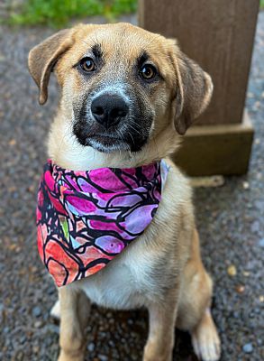 Beavercreek, OR - German Shepherd Dog/Anatolian Shepherd. Meet Kamber a ...