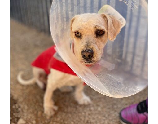 Tucson, AZ - Poodle (Miniature). Meet COLETTE* a Pet for Adoption ...