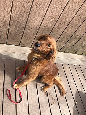 Oceanside, CA - Golden Retriever. Meet Ramona a Pet for Adoption ...