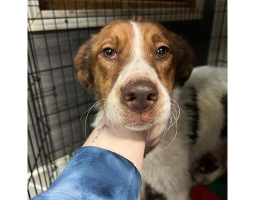 Madison, WI - English Springer Spaniel. Meet Louisa a Pet for Adoption ...