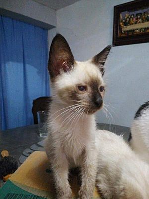 San Diego, CA - Siamese. Meet Mocha Kitten a Pet for Adoption ...