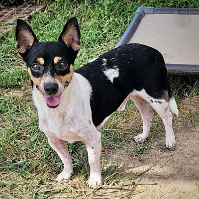 Richmond, VA - Rat Terrier. Meet Hammy a Pet for Adoption - AdoptaPet.com