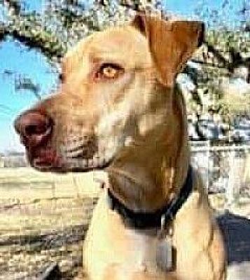 Edgar, WI - Rhodesian Ridgeback/Labrador Retriever. Meet Charlie a Pet ...