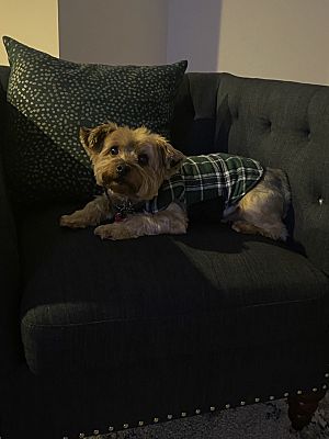 Brambleton, VA - Yorkie, Yorkshire Terrier. Meet Polo a Pet for ...