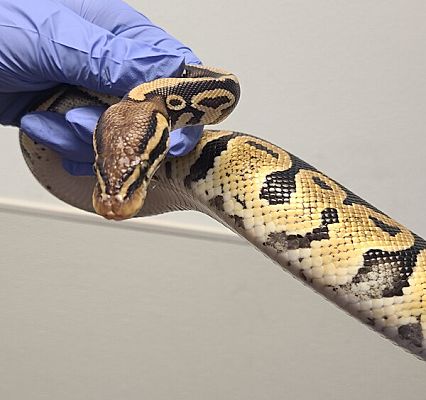 San Diego, CA - Snake. Meet Ted a Pet for Adoption - AdoptaPet.com