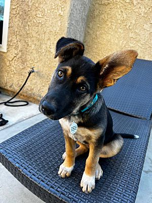 Los Angeles, CA - Shepherd (Unknown Type). Meet Emma a Pet for Adoption ...