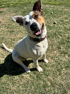 marietta, GA - Terrier (Unknown Type, Medium). Meet mallory a Pet for ...