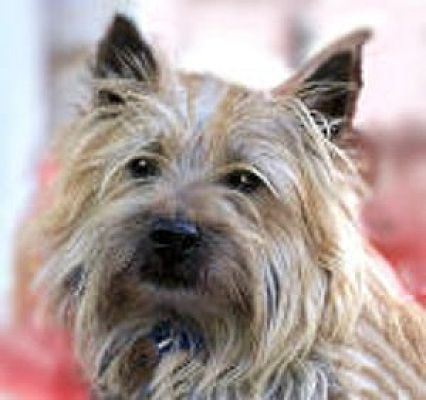 Portland, OR - Cairn Terrier. Meet Hawaii in WA a Pet for Adoption ...