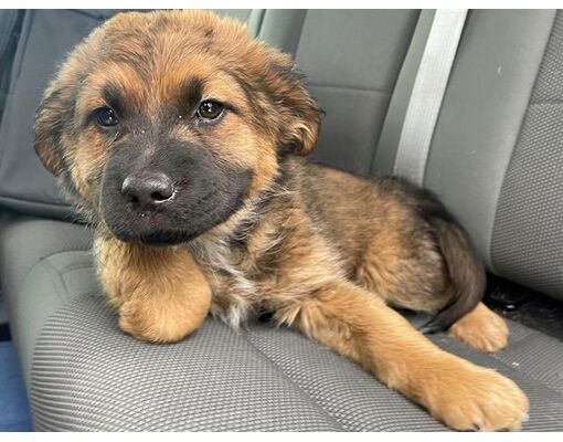 Garland, TX - German Shepherd Dog. Meet HAYLEY* a Pet for Adoption ...