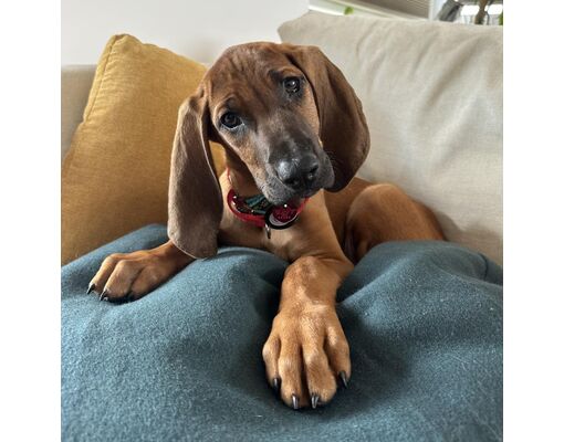 New York, NY - Redbone Coonhound/Mixed Breed (Large). Meet Memphis a ...