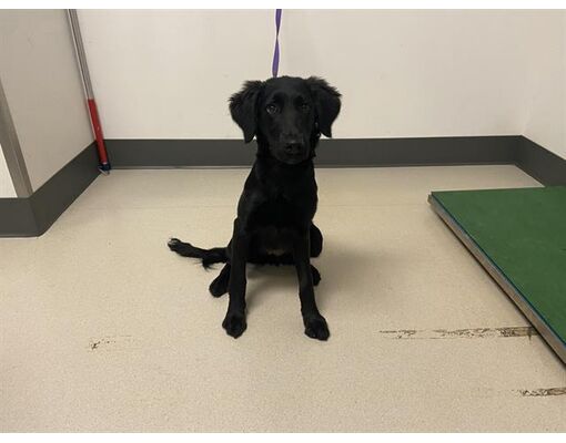 Corona, CA - Labrador Retriever. Meet SASHA a Pet for Adoption ...