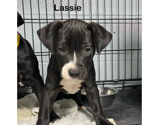 Jefferson City, TN - American Pit Bull Terrier. Meet Lassie a Pet for ...