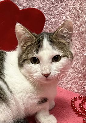 Columbus, OH - Domestic Shorthair. Meet Juniper a Pet for Adoption ...