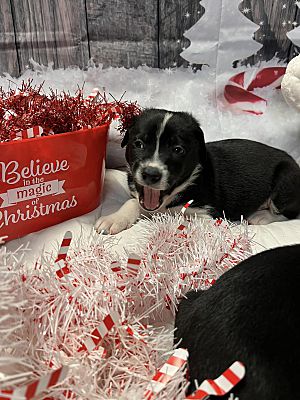 Collingswood, NJ - Shepherd (Unknown Type)/Border Collie. Meet Jackson ...