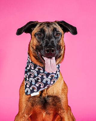 Woodland Hills, CA - Belgian Malinois/Rhodesian Ridgeback. Meet Eazy a ...