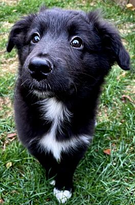 Portland, ME - Sheltie, Shetland Sheepdog/Great Pyrenees. Meet PUPPY ...