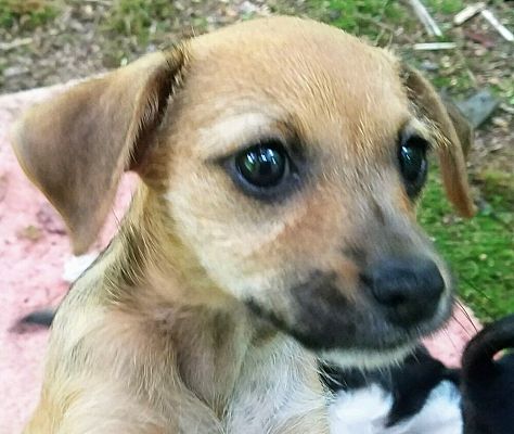 Acworth, GA - Jack Russell Terrier/Chihuahua. Meet Goldie Griffith Wild ...