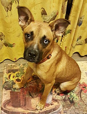 Albany, NY - Boxer/Mountain Cur. Meet Cool Cobain a Pet for Adoption ...