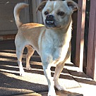 Pug Puppies - Pug Rescue and Adoption Near You