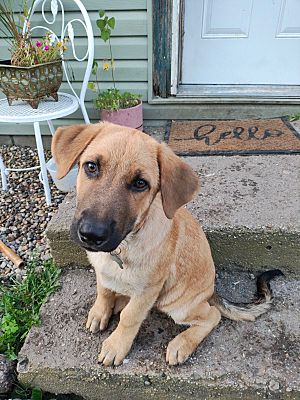 East Dundee, IL - German Shepherd Dog. Meet Eli a Pet for Adoption ...