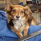 Papillon Puppies - Papillon Rescue and Adoption Near You