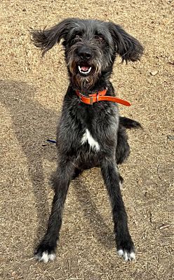 Great Bend, KS - Irish Wolfhound/German Wirehaired Pointer. Meet ...