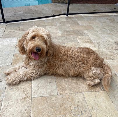 Naples, FL - Goldendoodle. Meet Zoé a Pet for Adoption - AdoptaPet.com