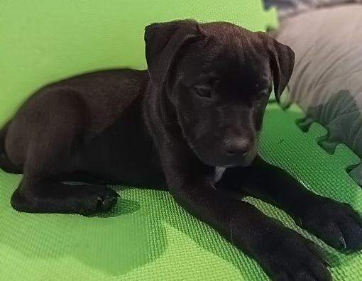 Chicago, IL - Rottweiler/Mixed Breed (Medium). Meet Honey Comb a Pet ...