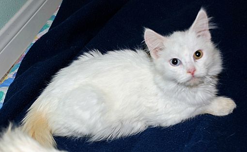 Orange, CA - Turkish Angora. Meet Moonshine a Pet for Adoption ...