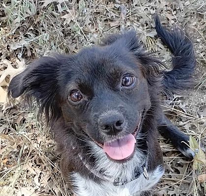 Pittsburgh, PA - Cocker Spaniel/Papillon. Meet Thelma a Pet for ...